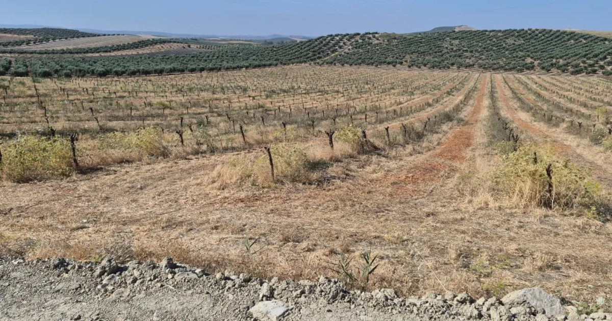 La cosecha de almendra crecerá un 30% en Córdoba, pero el sector alerta ...